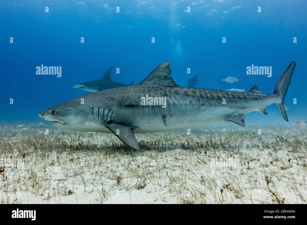 Shark in Bahams Stock Photo - Alamy