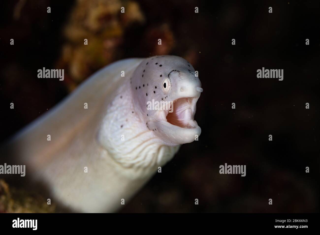 Moray eel with open mouth Stock Photo - Alamy