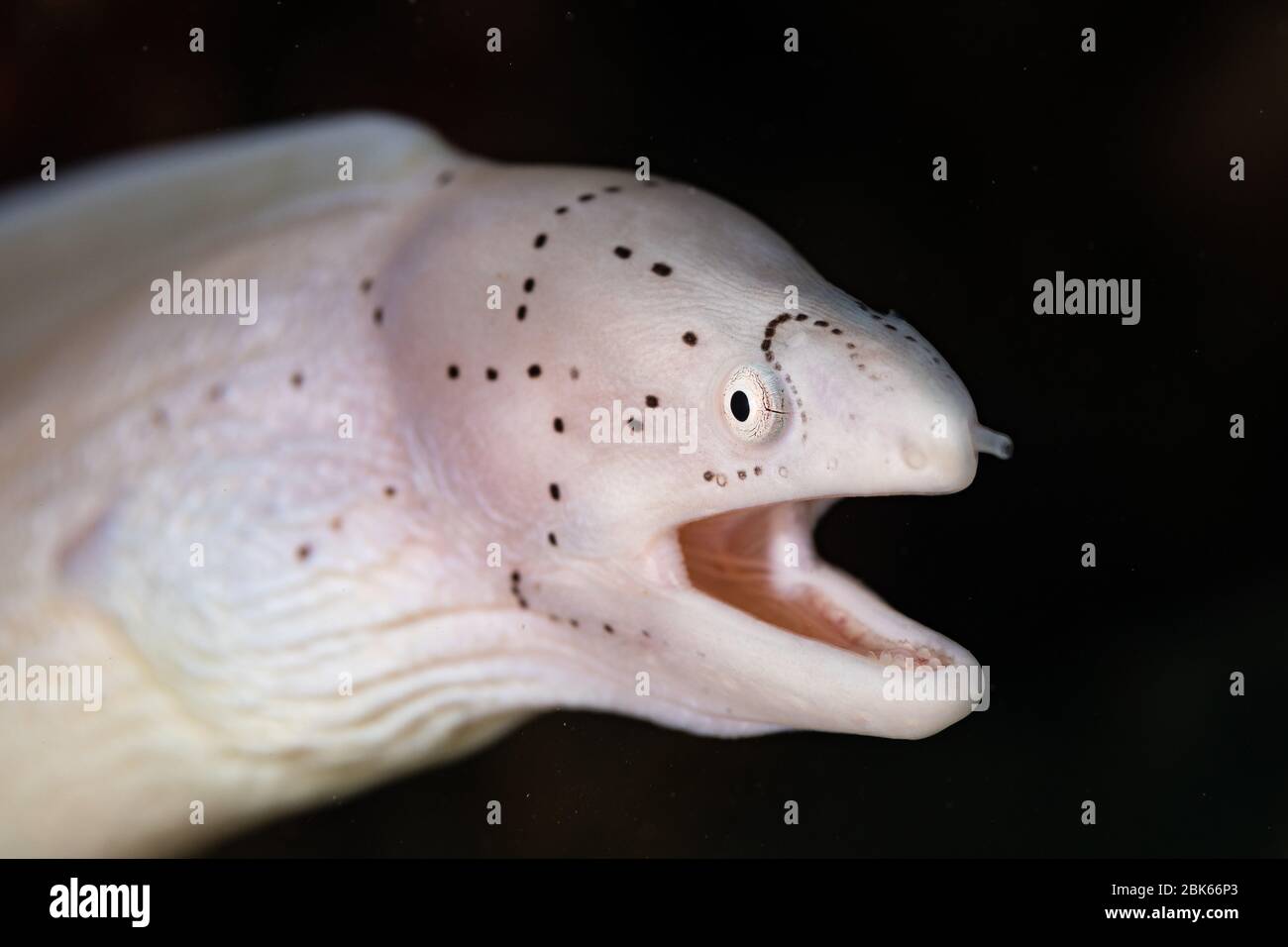 Moray eel with open mouth Stock Photo - Alamy