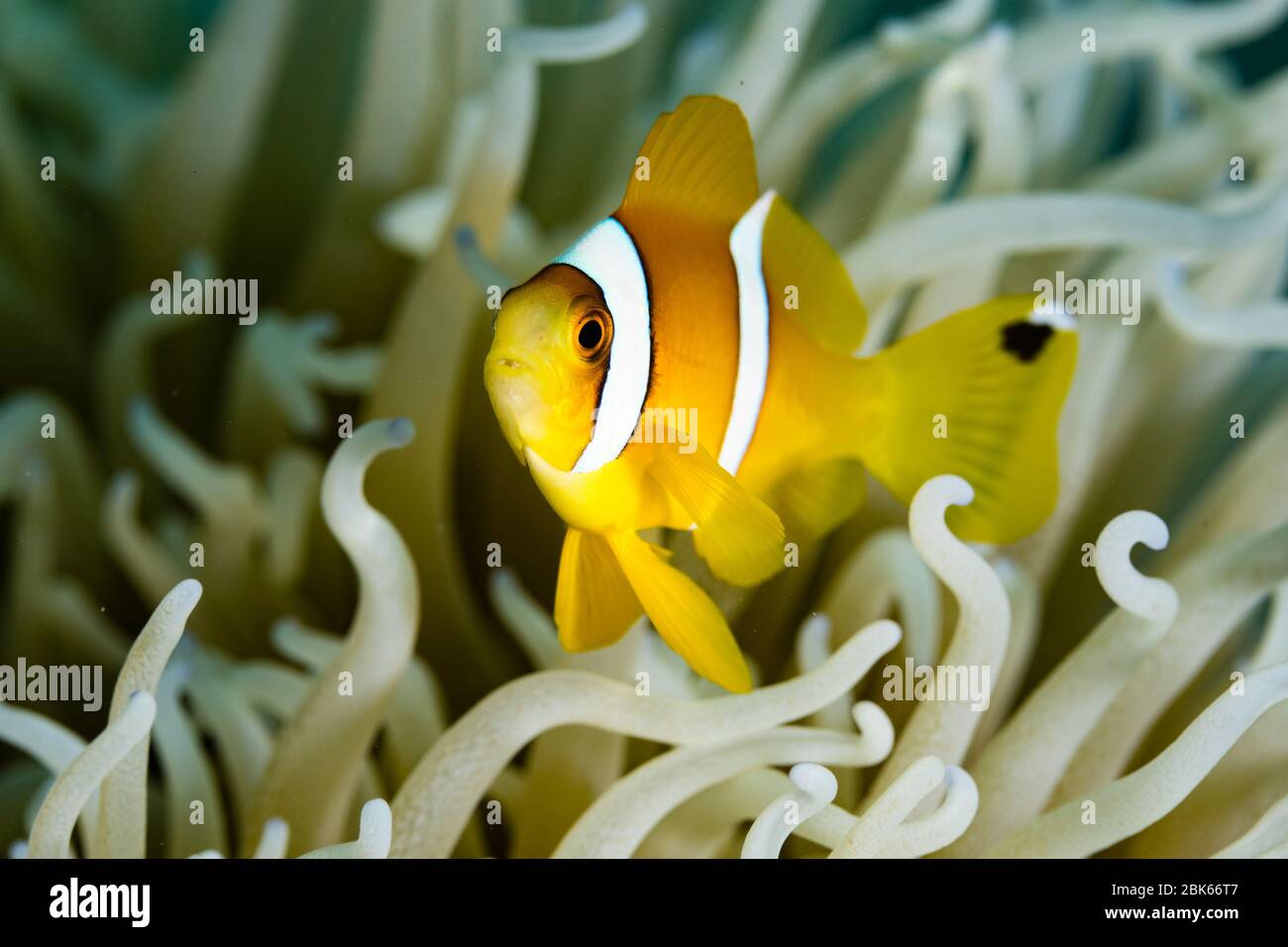 Orange clownfish maldives hi-res stock photography and images - Alamy