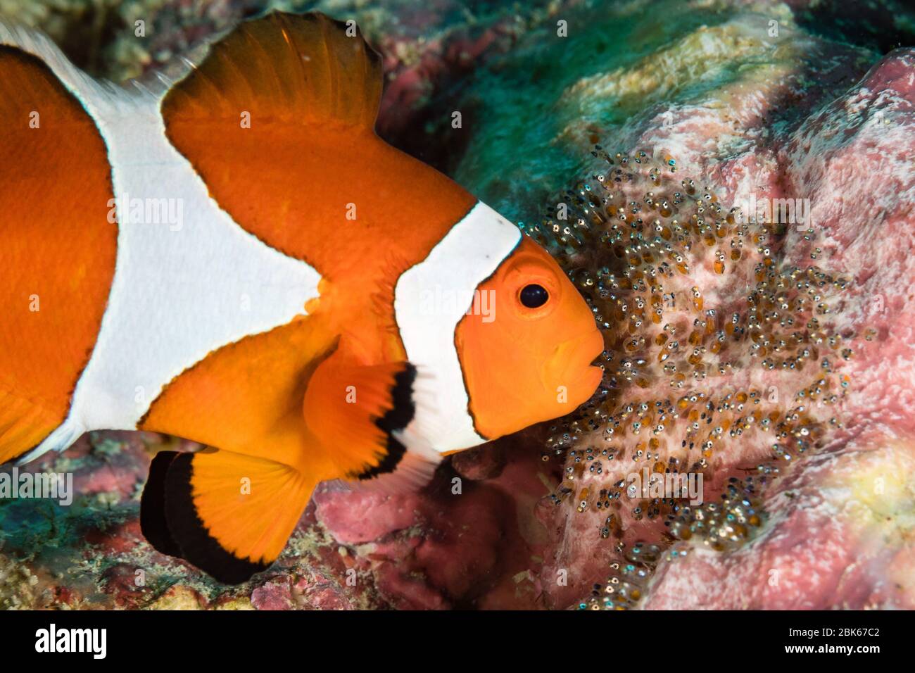 Clownfish Breeding