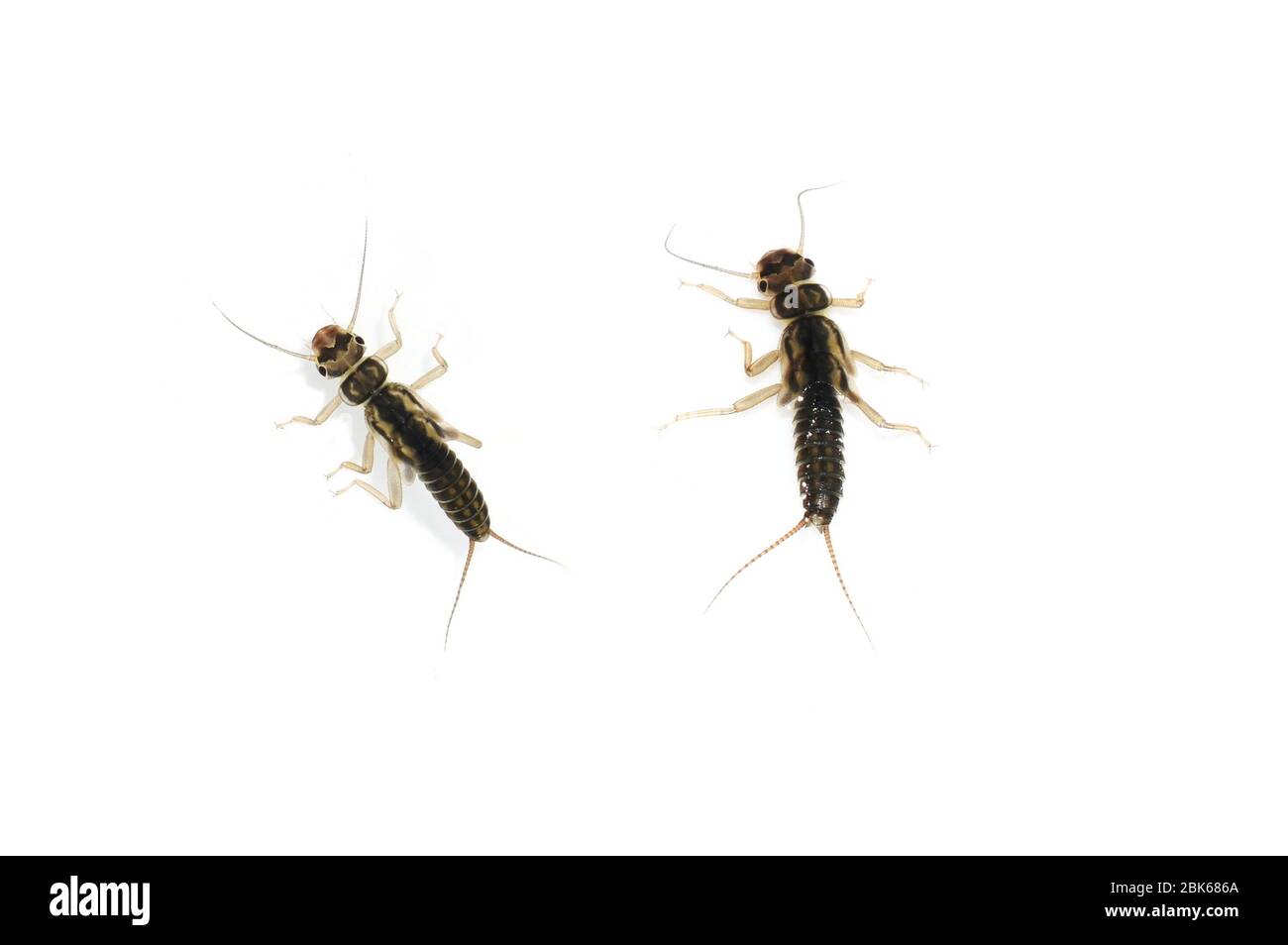 Stonefly Nymph High Resolution Stock Photography and Images - Alamy