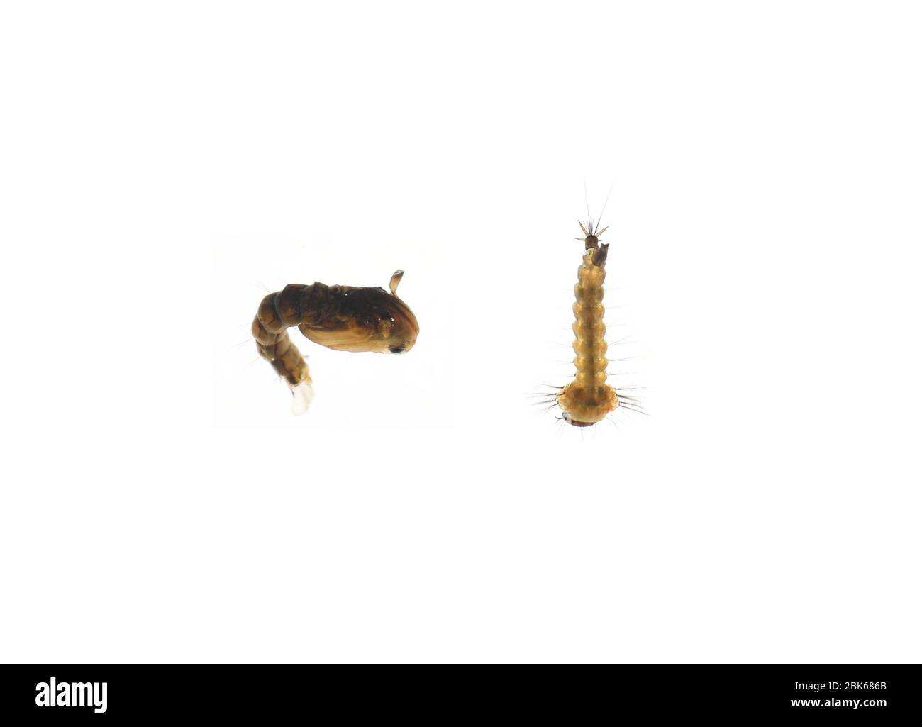 Mosquito larva and pupa isolated on white background Stock Photo - Alamy