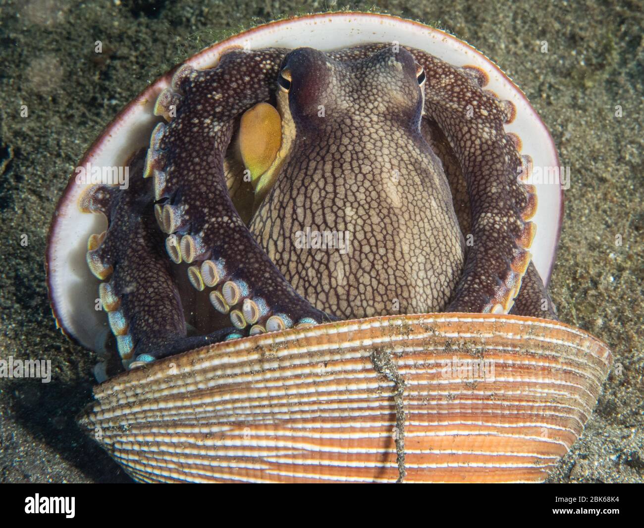 Octopus vulgaris bottle hi-res stock photography and images - Alamy