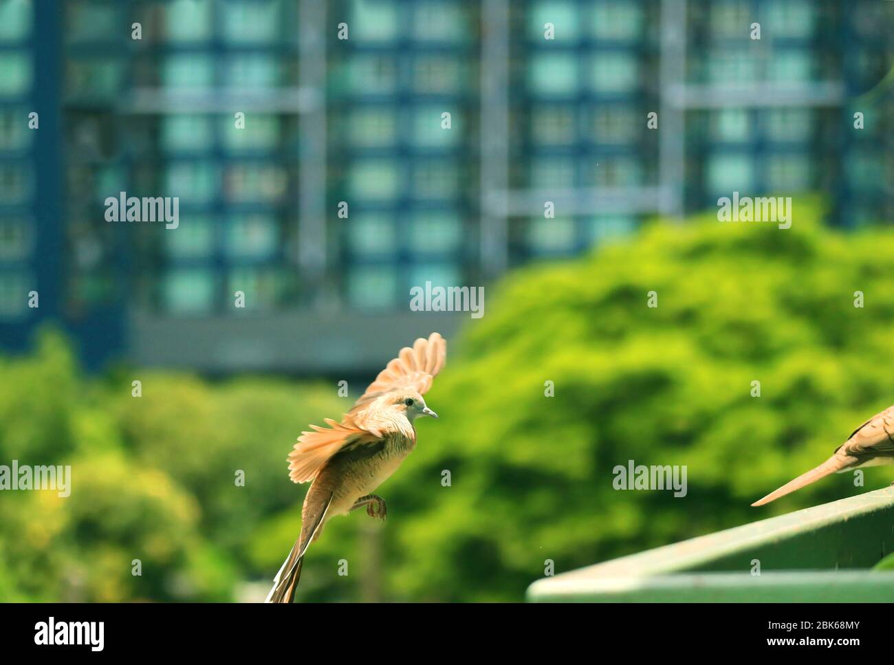 Closeup Wild Zebra Dove Flying to Building's Balcony with Blurry Green ...