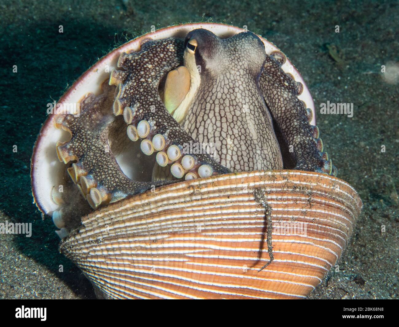 Octopus in coconut shell hi-res stock photography and images - Alamy