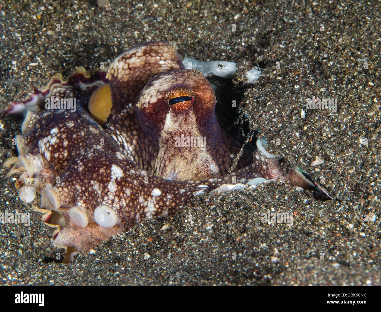 Octopus in coconut shell hi-res stock photography and images - Alamy