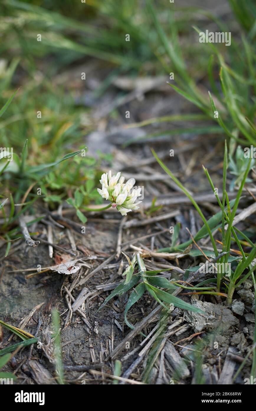 White trifolium hi-res stock photography and images - Alamy