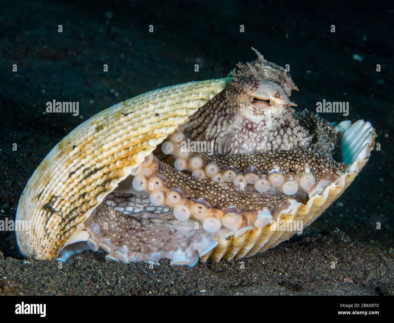 Octopus in coconut shell hi-res stock photography and images - Alamy