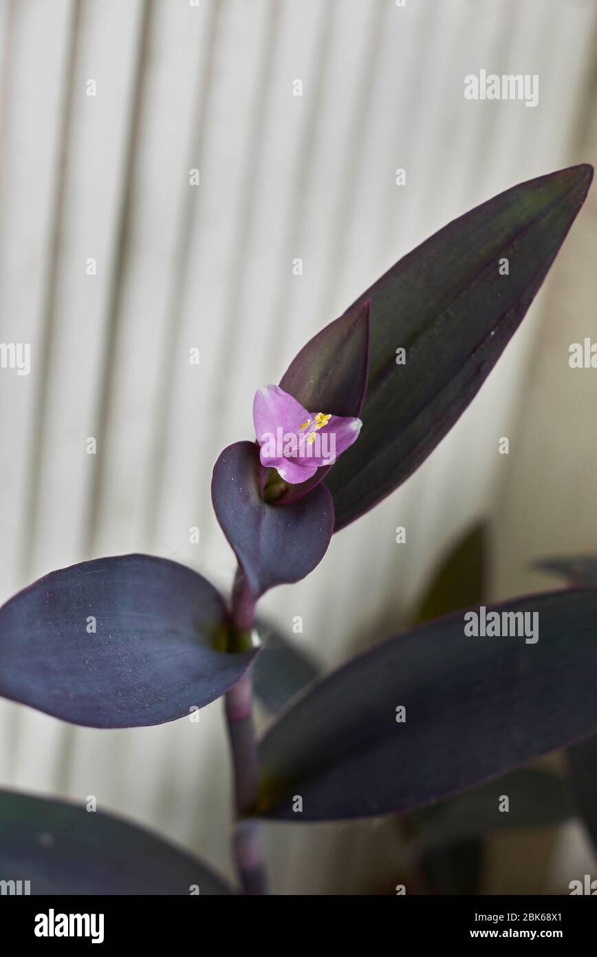 Tradescantia pallida with purple flowers Stock Photo - Alamy