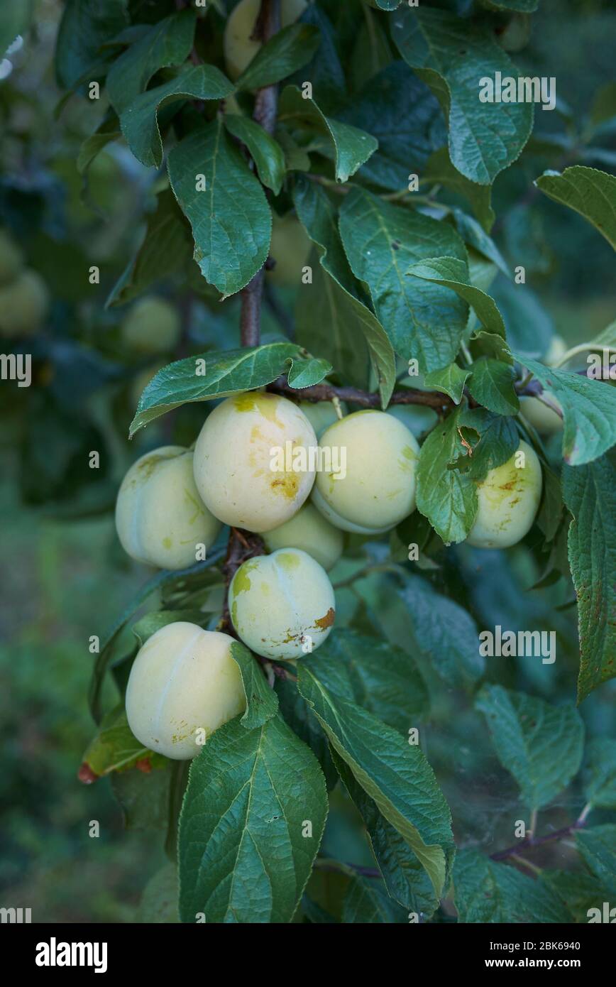 European plum prunus domestica rosaceae hi-res stock photography and ... European plum prunus domestica rosaceae hi-res stock photography and ...