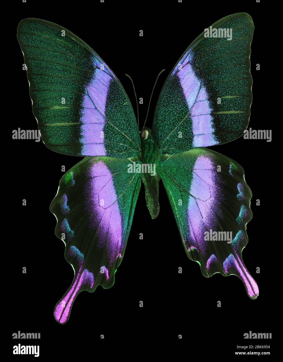 Blue neon emperor butterfly isolated on a black background Stock Photo ...