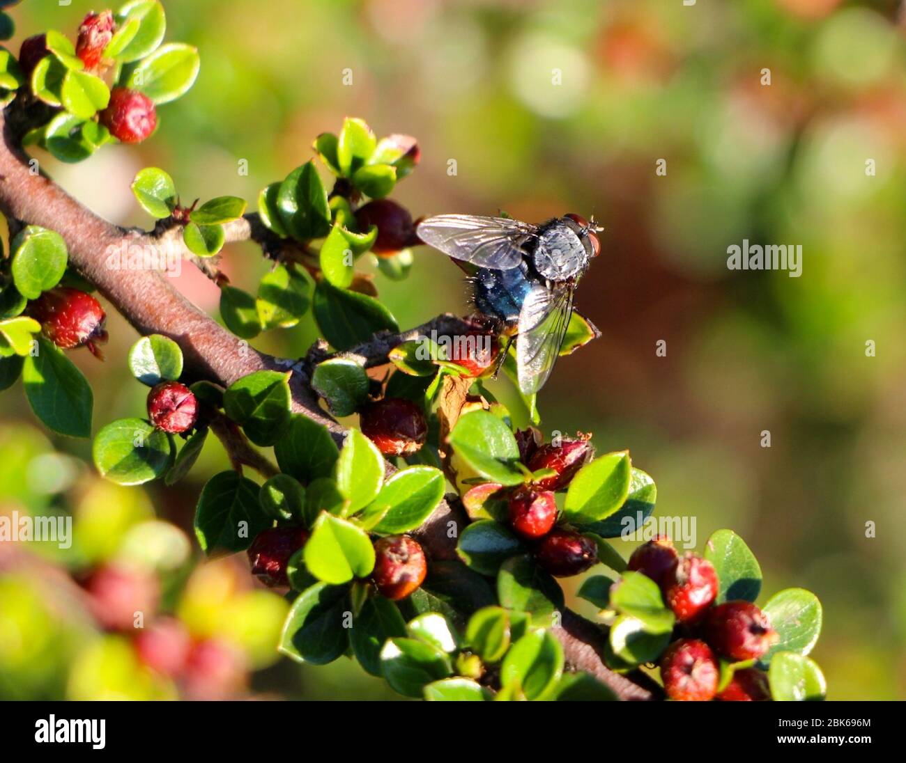 Blue bottle fly Calliphora vomitoria on a branch full of red berries ...