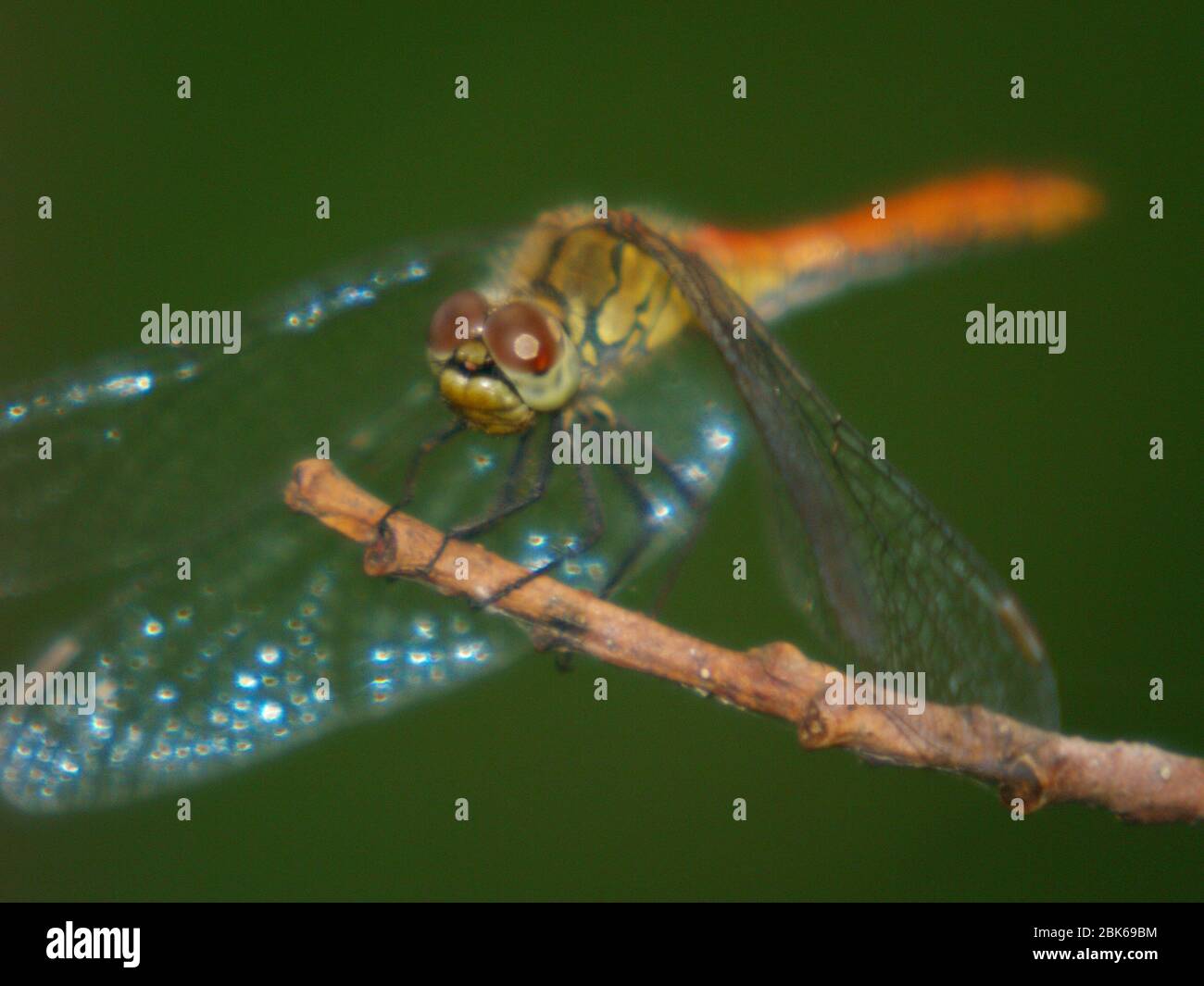 Augen libelle hi-res stock photography and images - Alamy