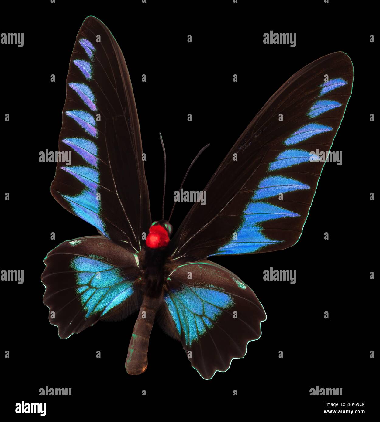 Blue butterfly isolated on a black background Stock Photo - Alamy