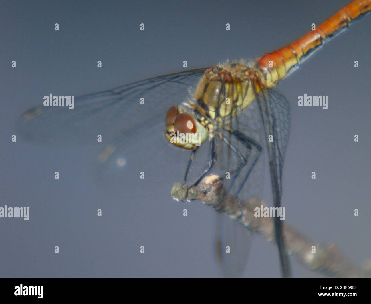 Augen libelle hi-res stock photography and images - Alamy