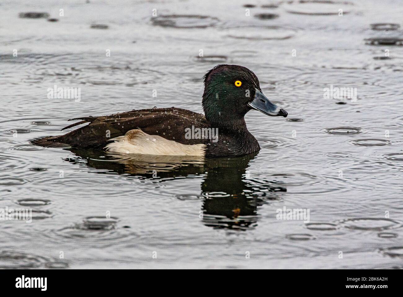 Duck in rain hi-res stock photography and images - Alamy