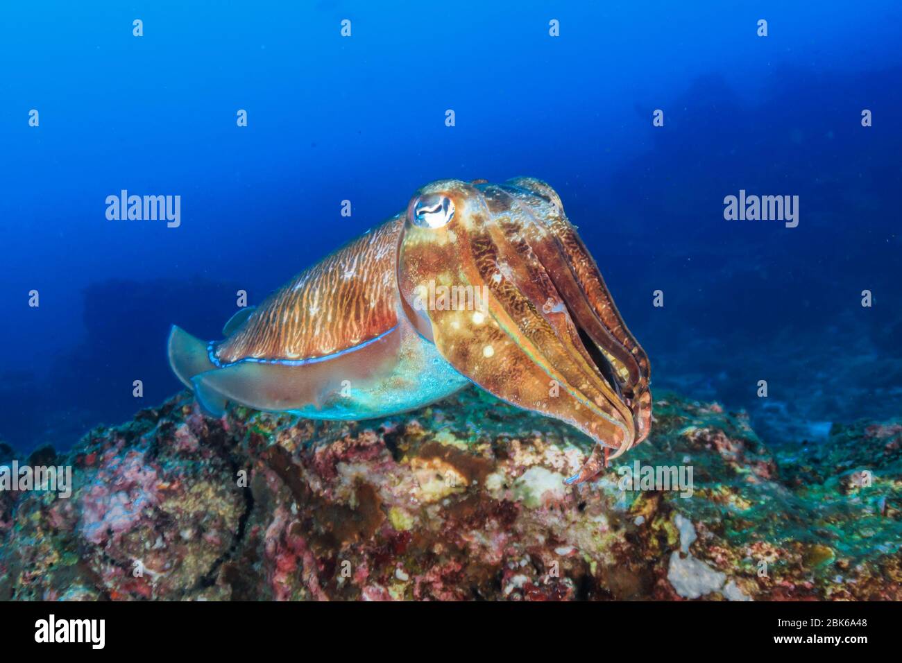 Pharaoh cuttlefish hi-res stock photography and images - Alamy