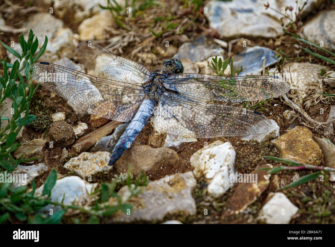Dragonfly with plant hi-res stock photography and images - Alamy