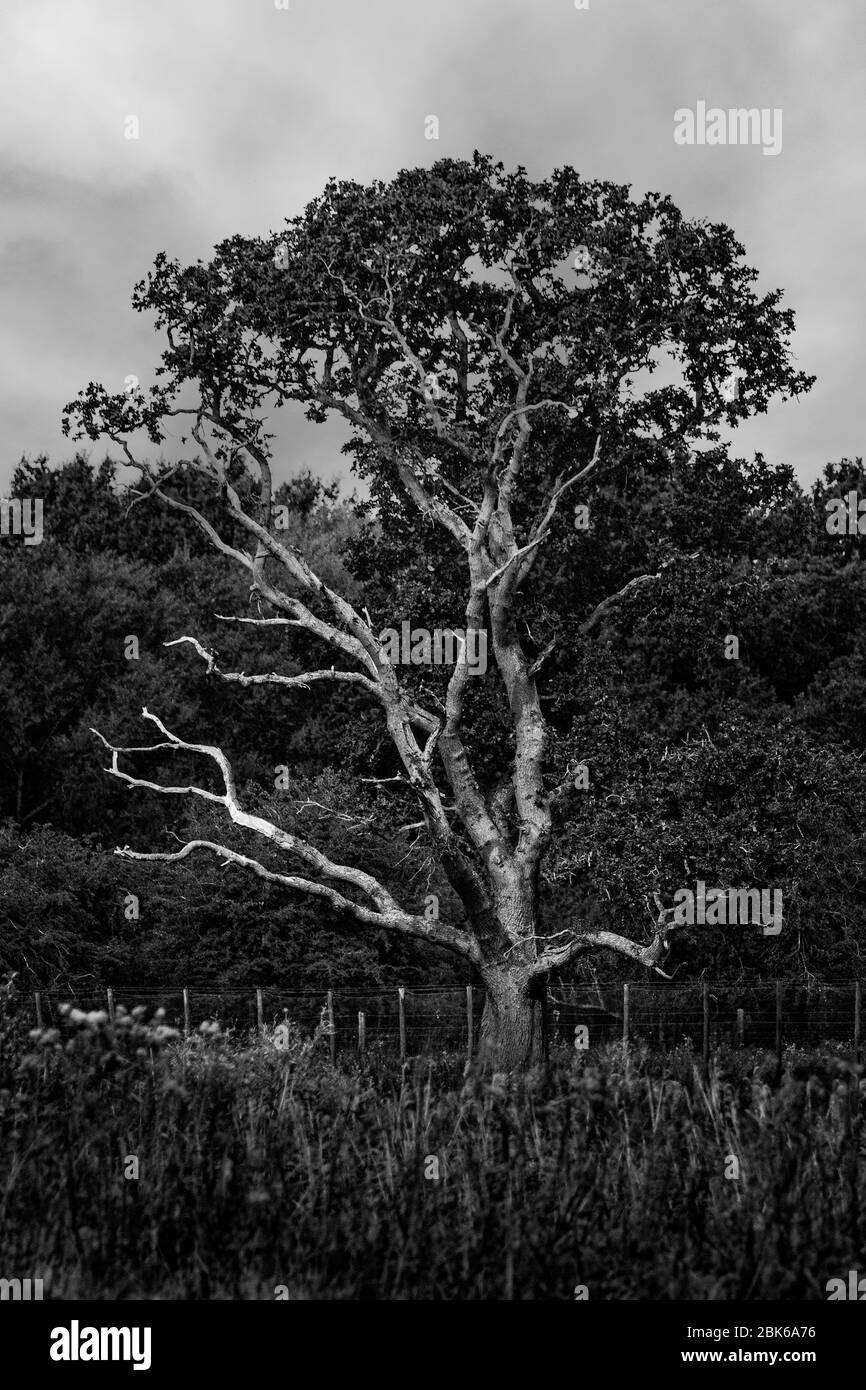 single tree black and white Stock Photo - Alamy