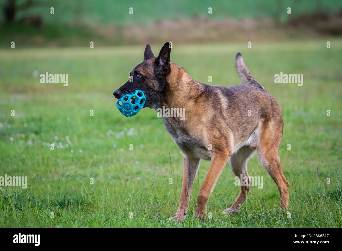 Malinois playing ball hi-res stock photography and images - Alamy