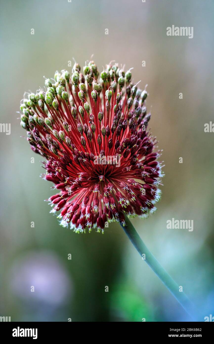 Petal head hi-res stock photography and images - Alamy