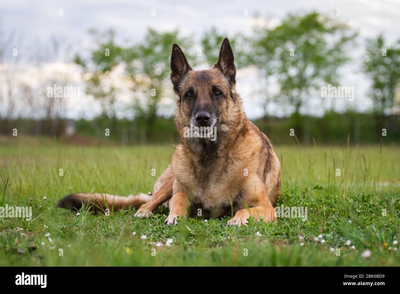 Old malinois standing hi-res stock photography and images - Alamy