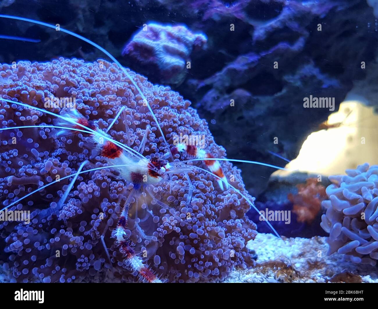 Boxer banded coral shrimp - Stenopus hispidus Stock Photo - Alamy