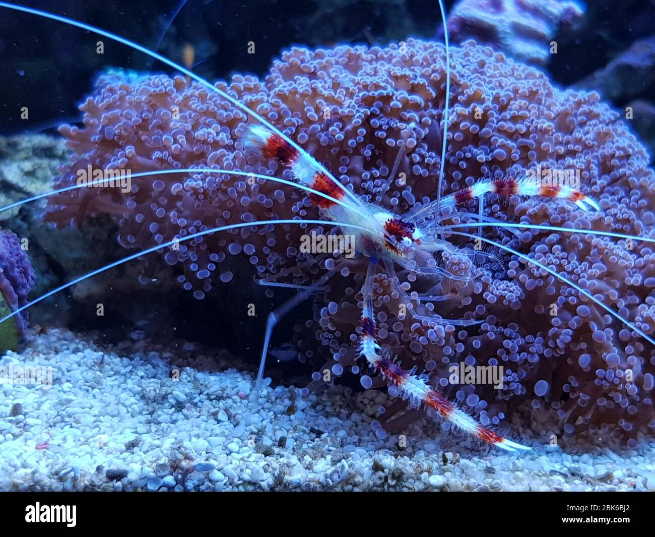 Boxing shrimp underwater hi-res stock photography and images - Alamy