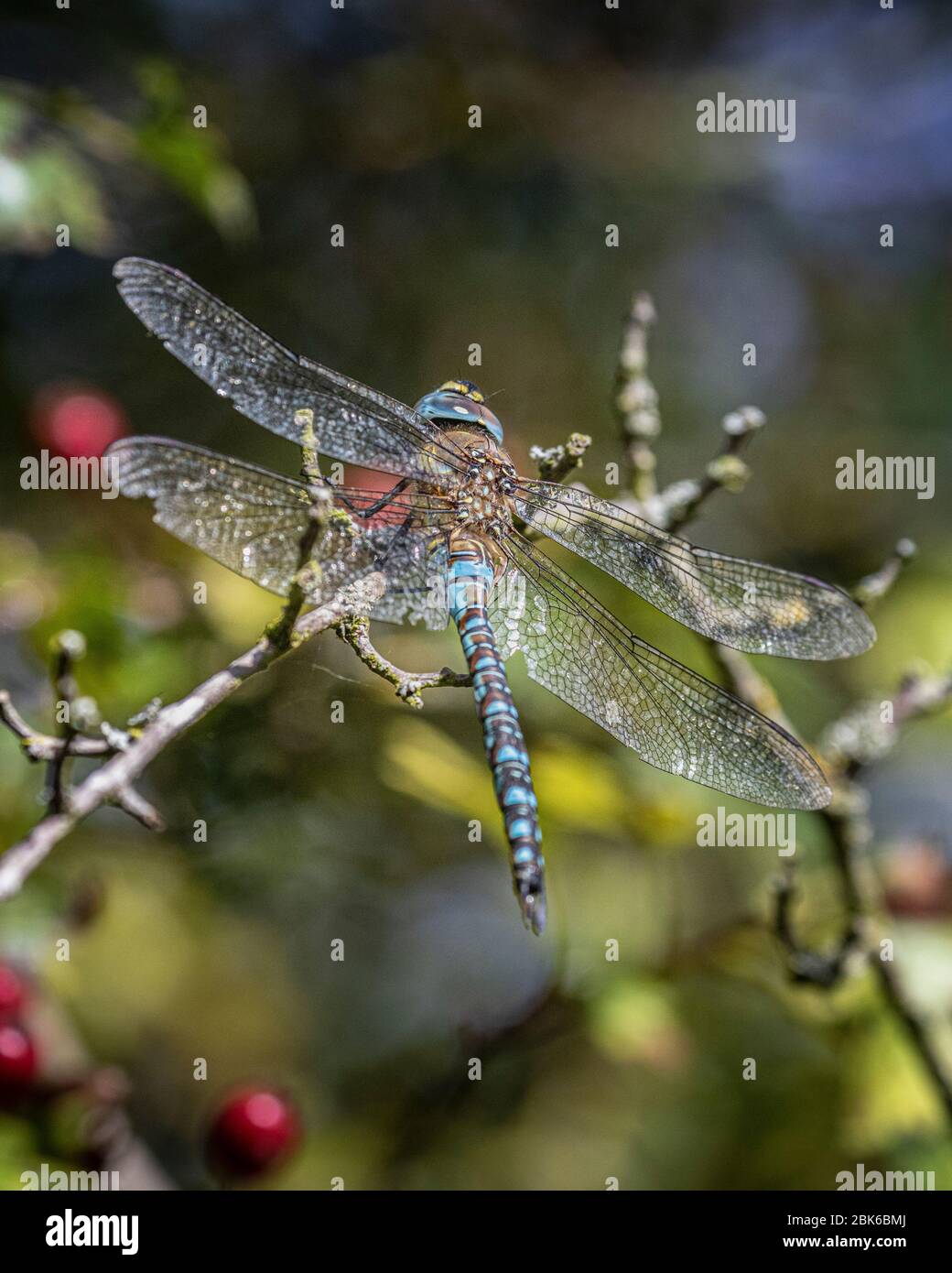 dragonfly resting on plant Stock Photo - Alamy