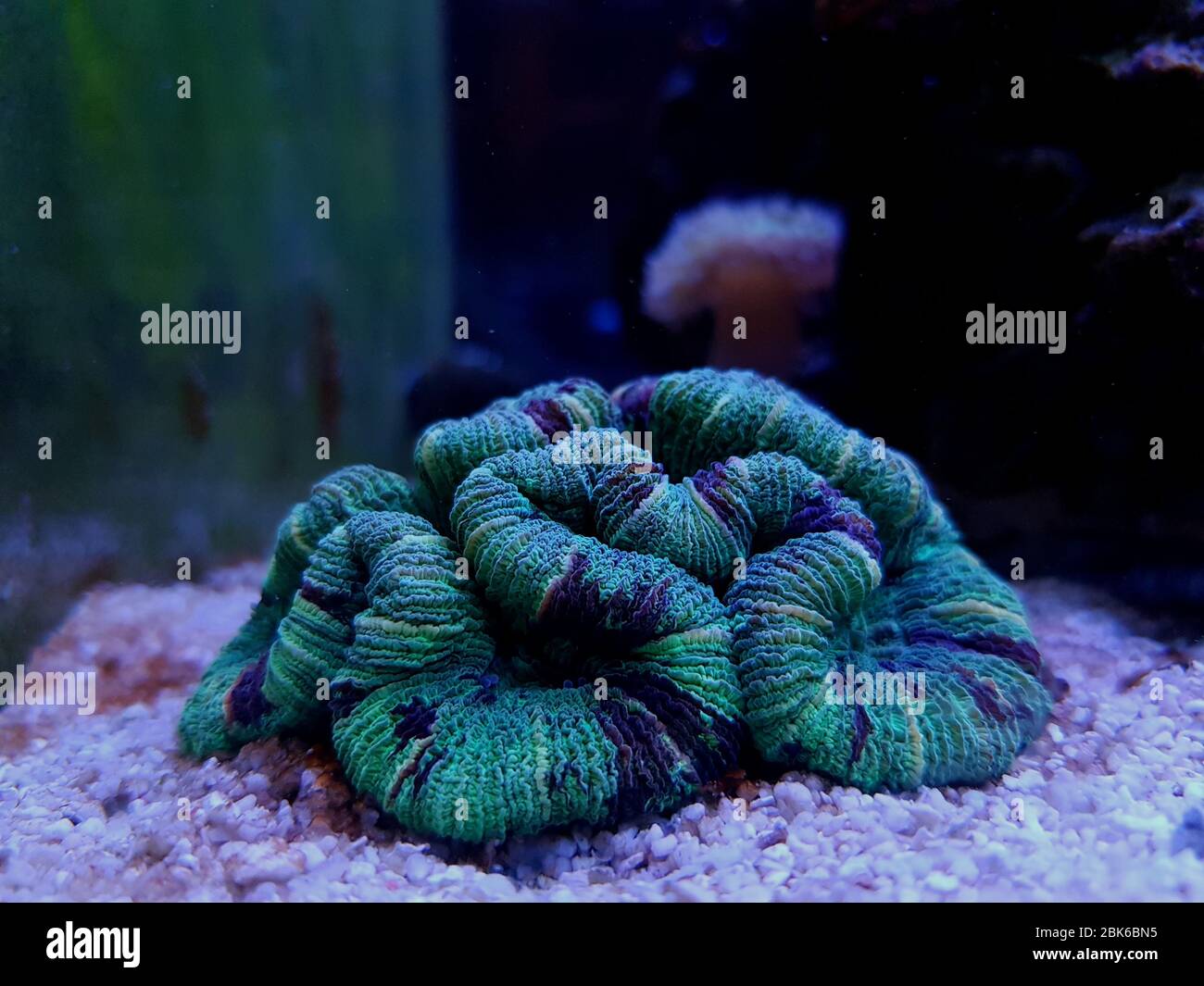 The Folded Brain Coral - (Wellsophyllia radiata Stock Photo - Alamy