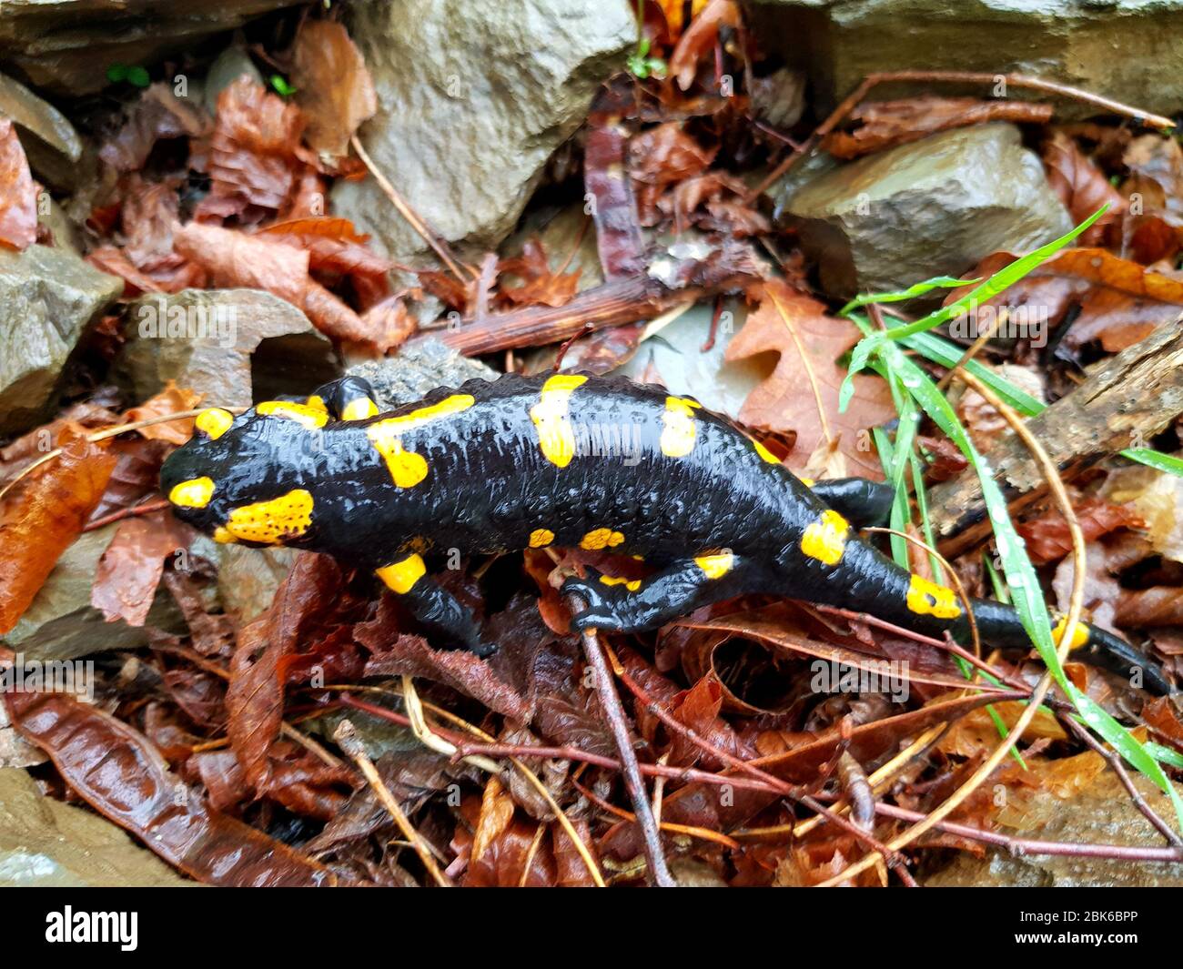 The Fire Salamander (Salamandra salamandra Stock Photo - Alamy