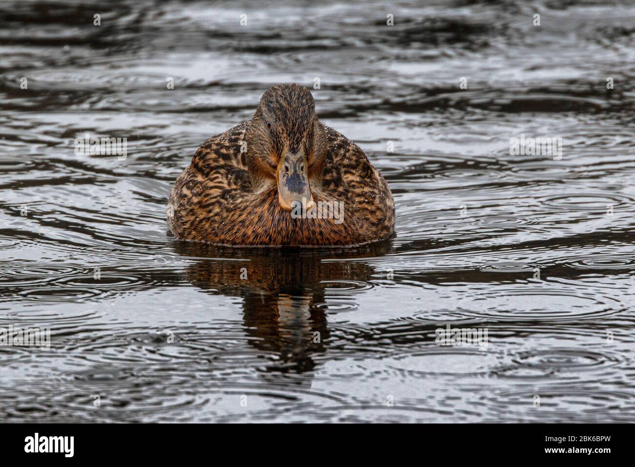 Duck water ripples hi-res stock photography and images - Alamy