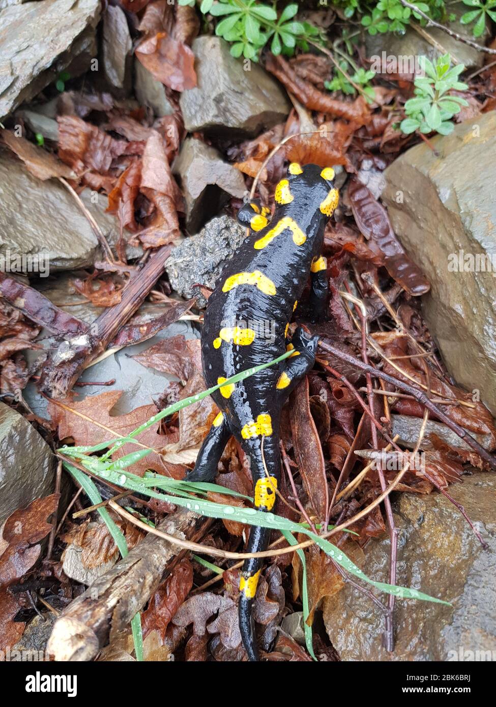The Fire Salamander (Salamandra salamandra Stock Photo - Alamy