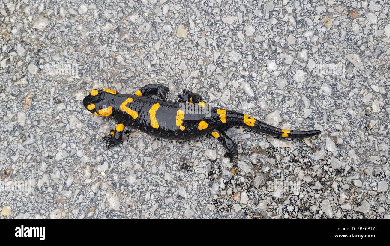 The Fire Salamander (Salamandra salamandra Stock Photo - Alamy