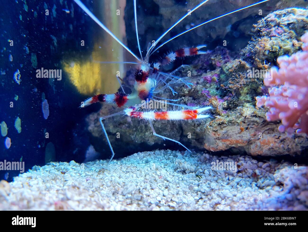 Boxer banded coral shrimp - Stenopus hispidus Stock Photo - Alamy