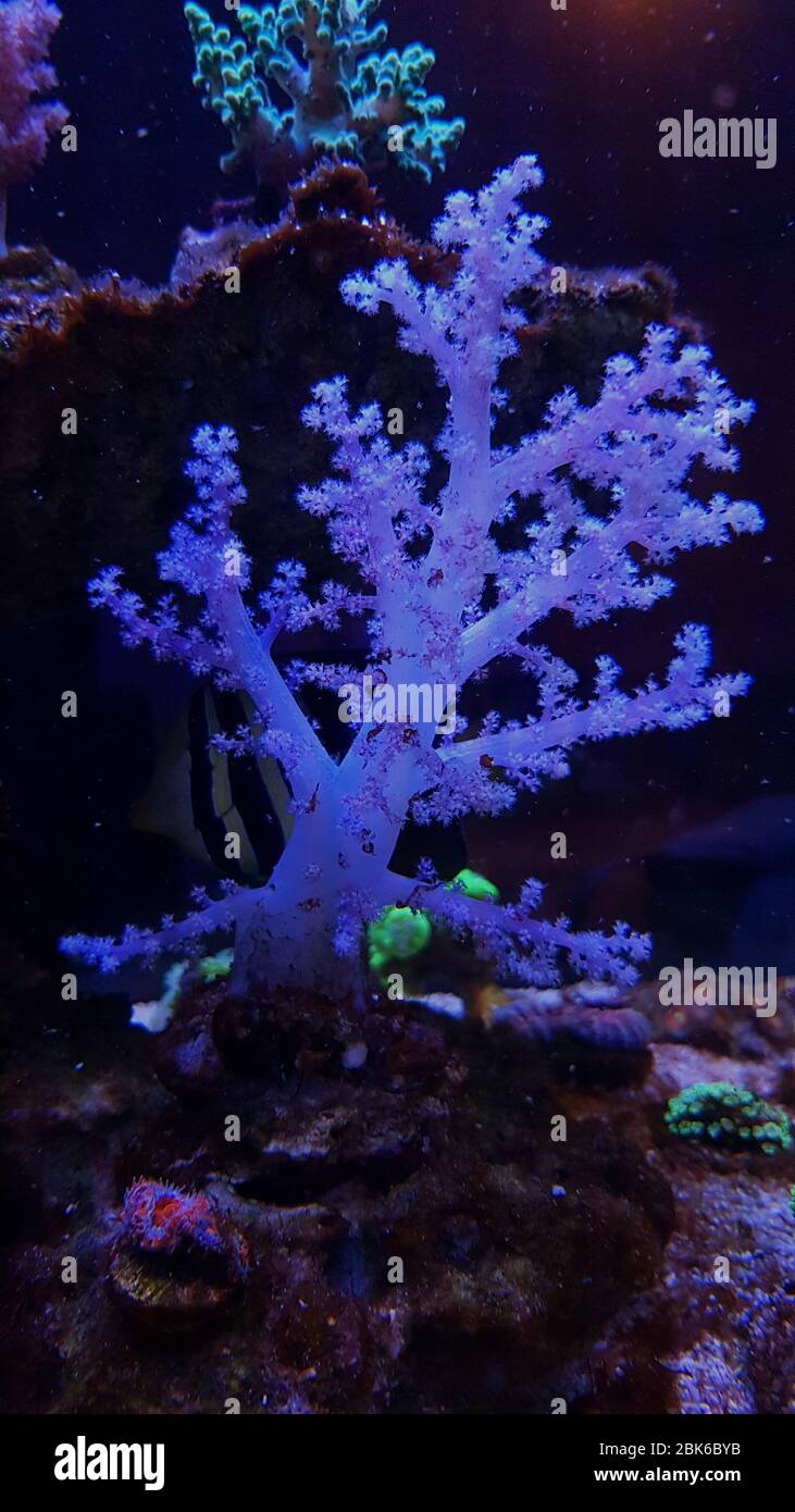 Nephthea pink soft coral - Nephtheidae sp Stock Photo - Alamy