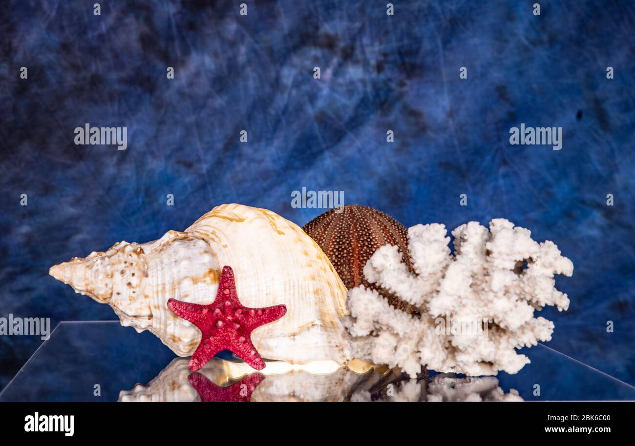 Underwater blue background hi-res stock photography and images - Alamy