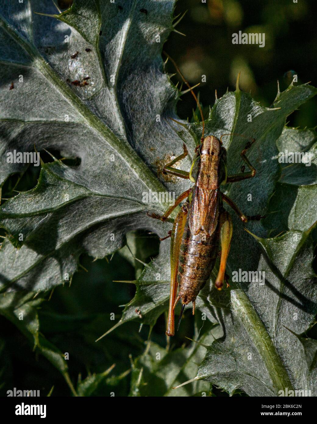 Grasshopper Flies High Resolution Stock Photography and Images - Alamy