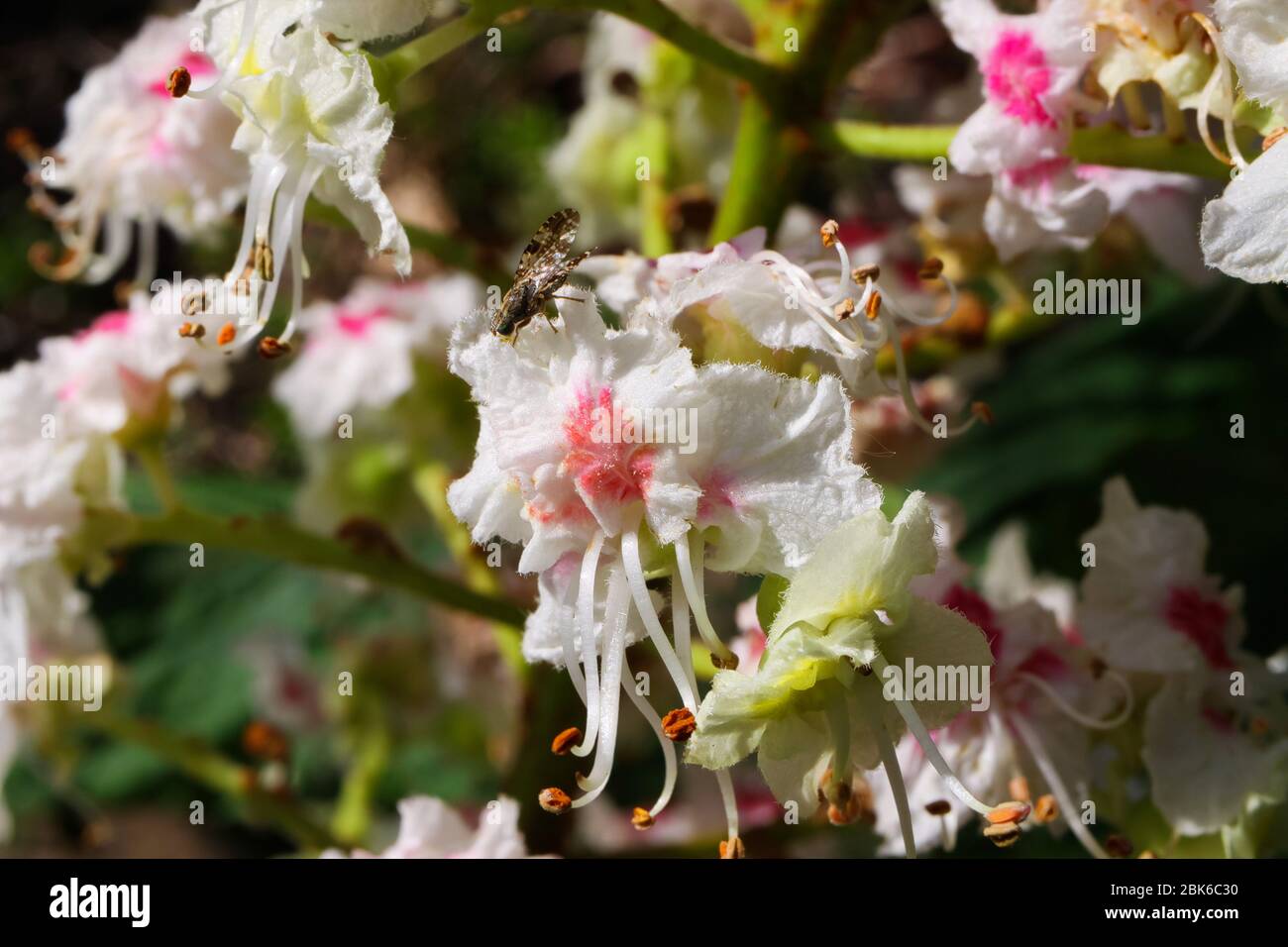Macro closeup of isolated pink, white, yellow blossoms of horse ...