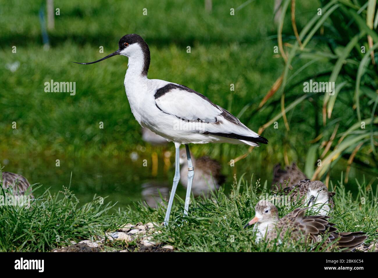 Avocet close hi-res stock photography and images - Alamy