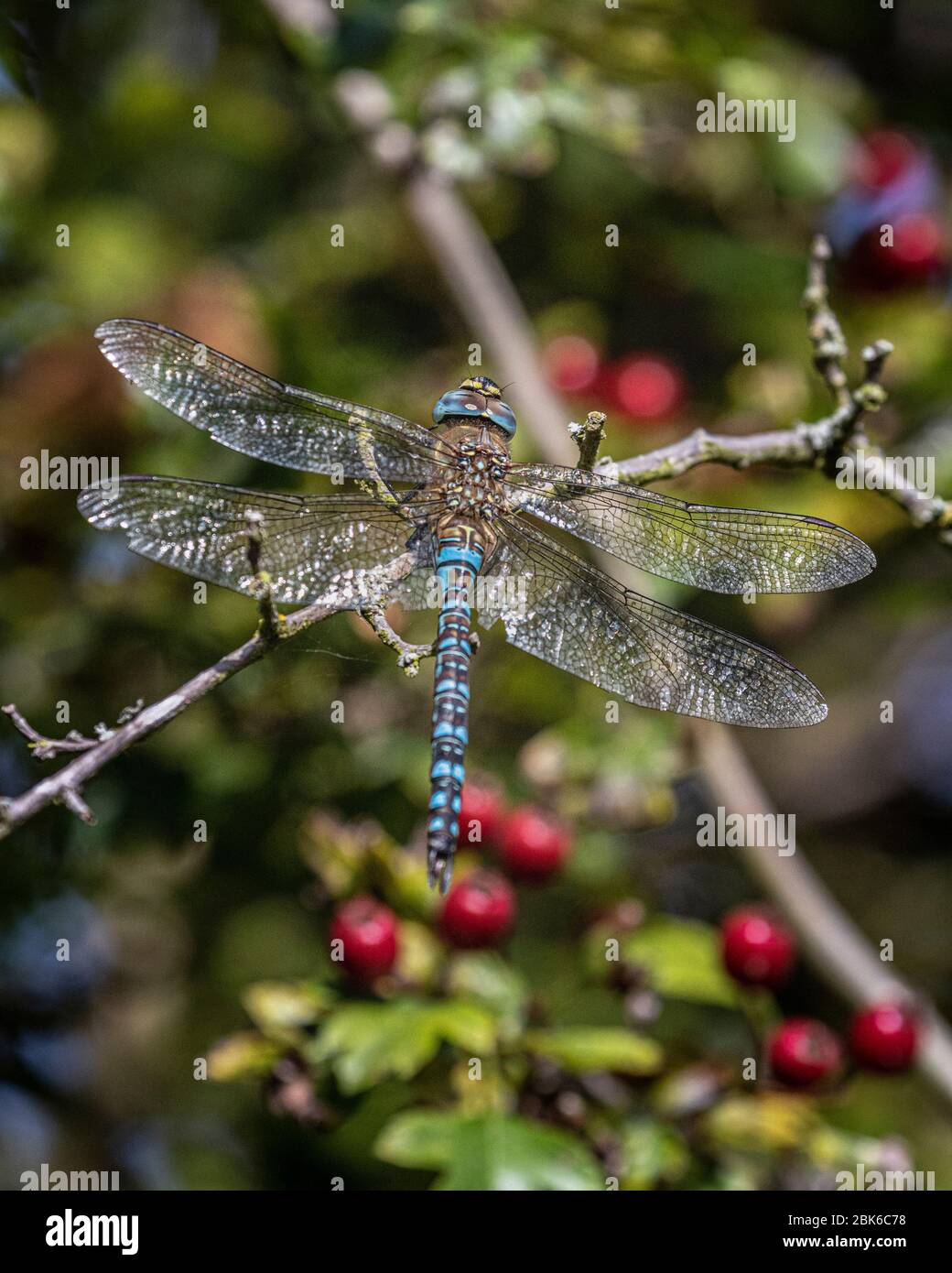 Dragonfly resting in a tree hi-res stock photography and images - Alamy