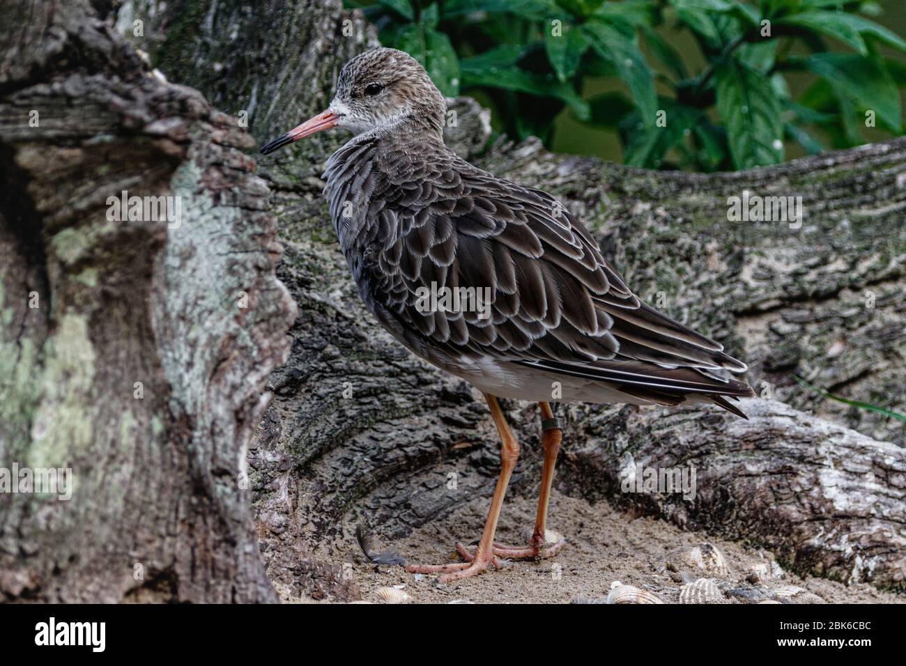 Full length logs hi-res stock photography and images - Alamy