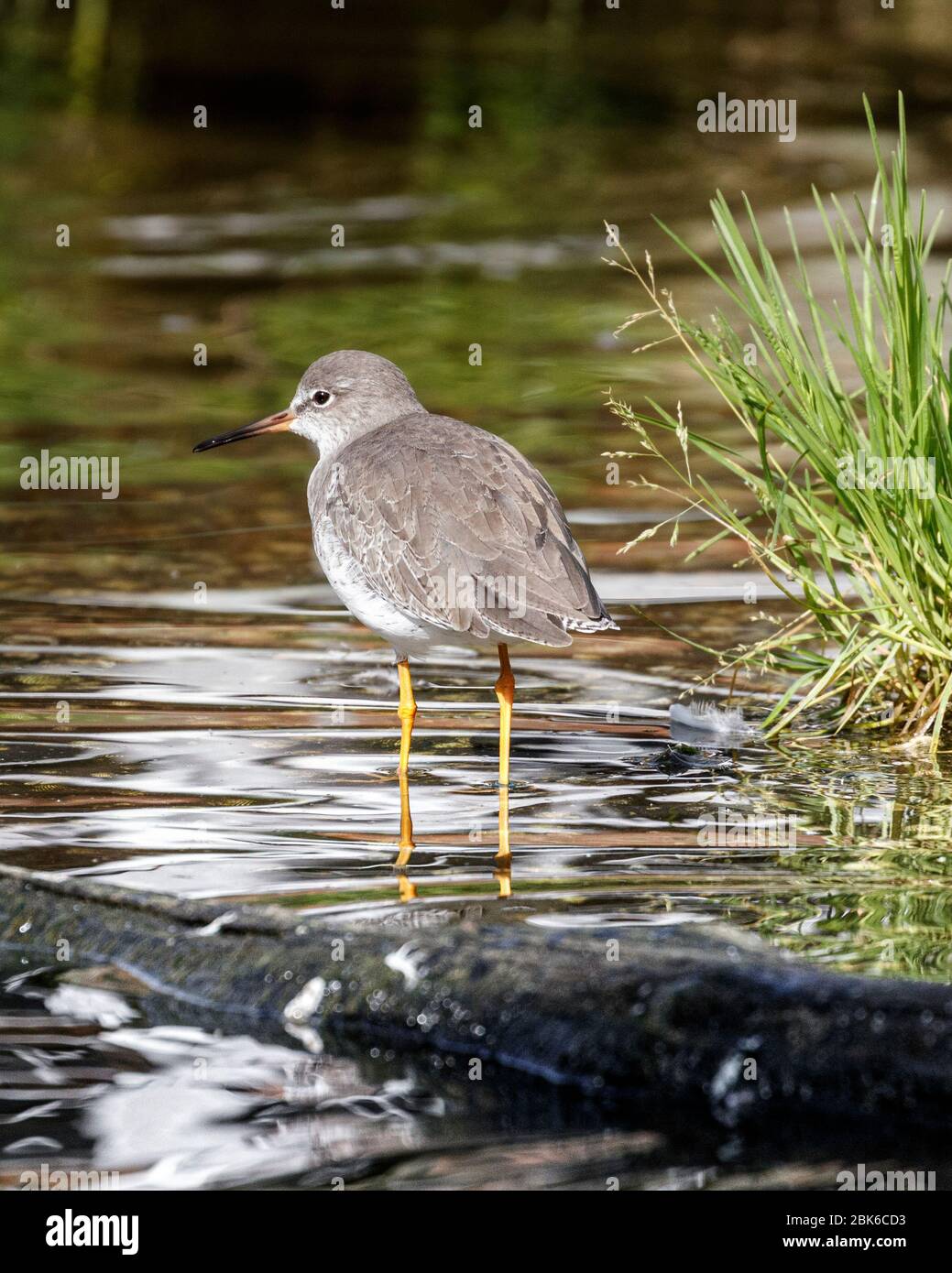 bird on lake Stock Photo - Alamy