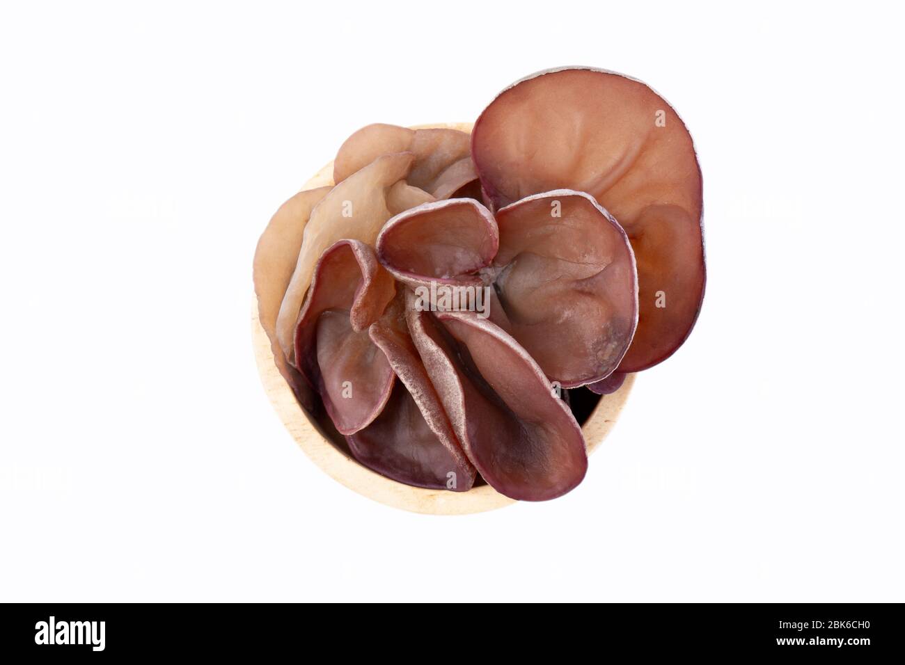 Jew's Ear Mushroom isolated on white background Stock Photo - Alamy