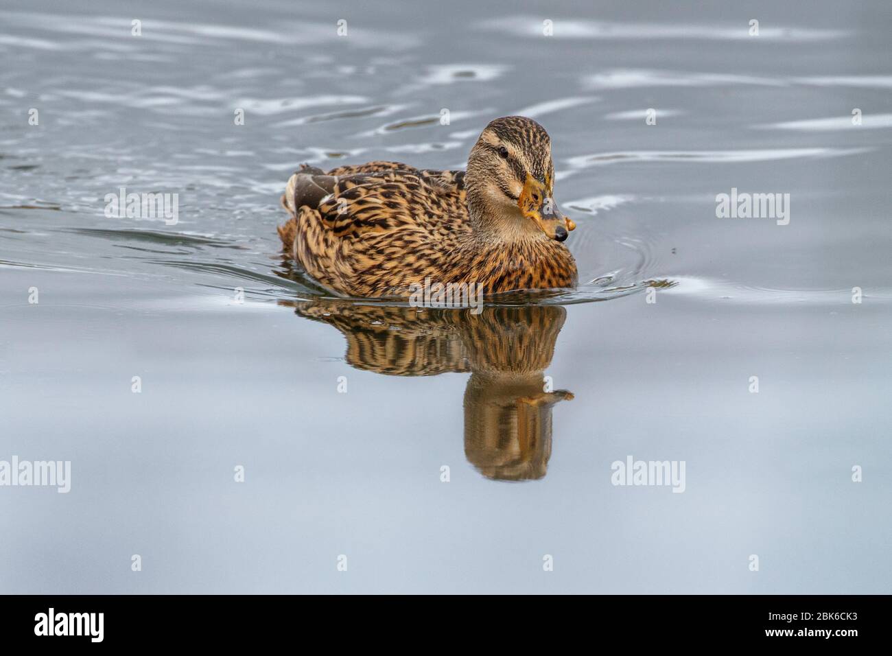 duck on water with reflection Stock Photo - Alamy