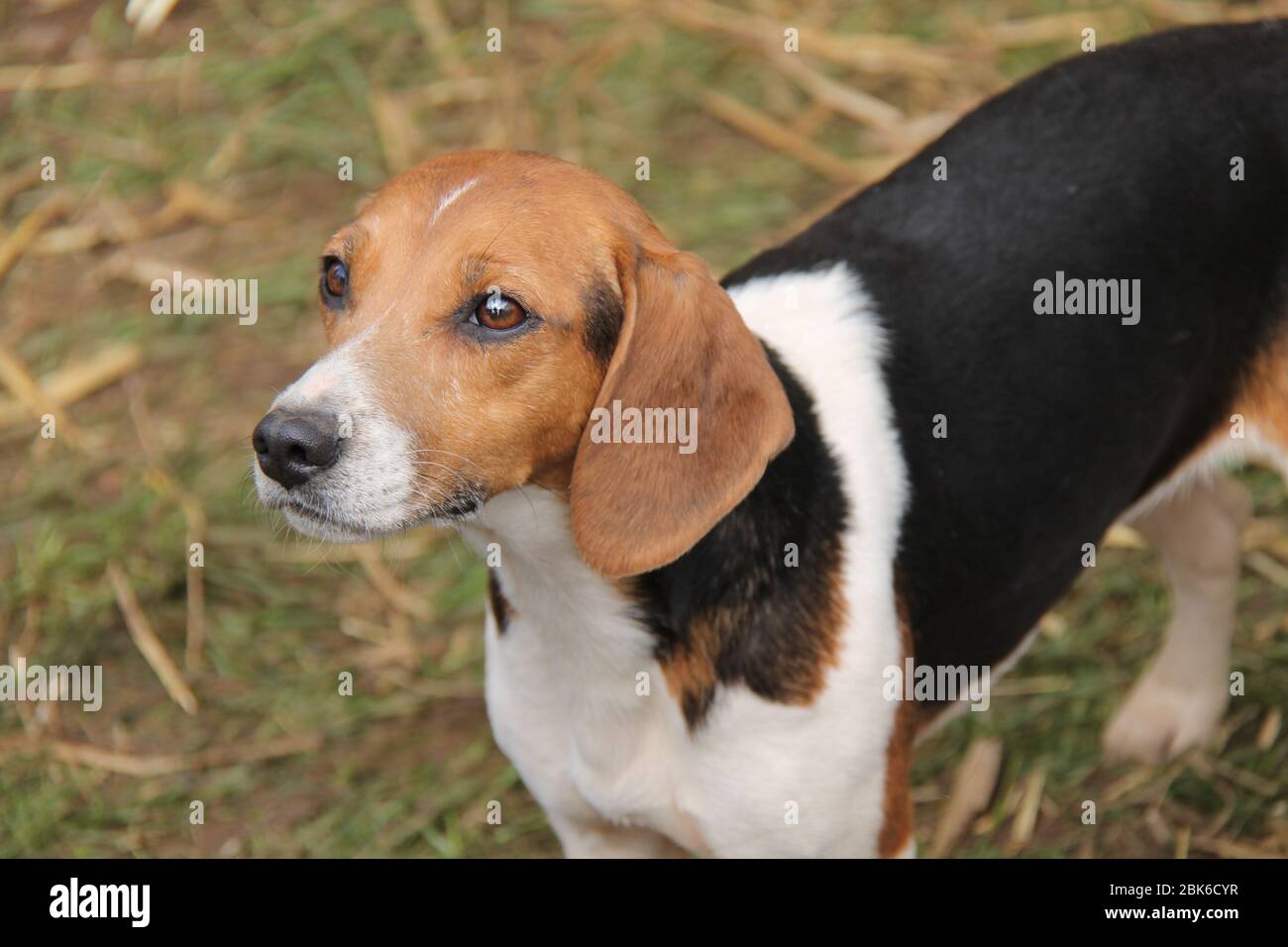 The Beautiful Face of a Beagle Hunting Hound Dog Stock Photo - Alamy