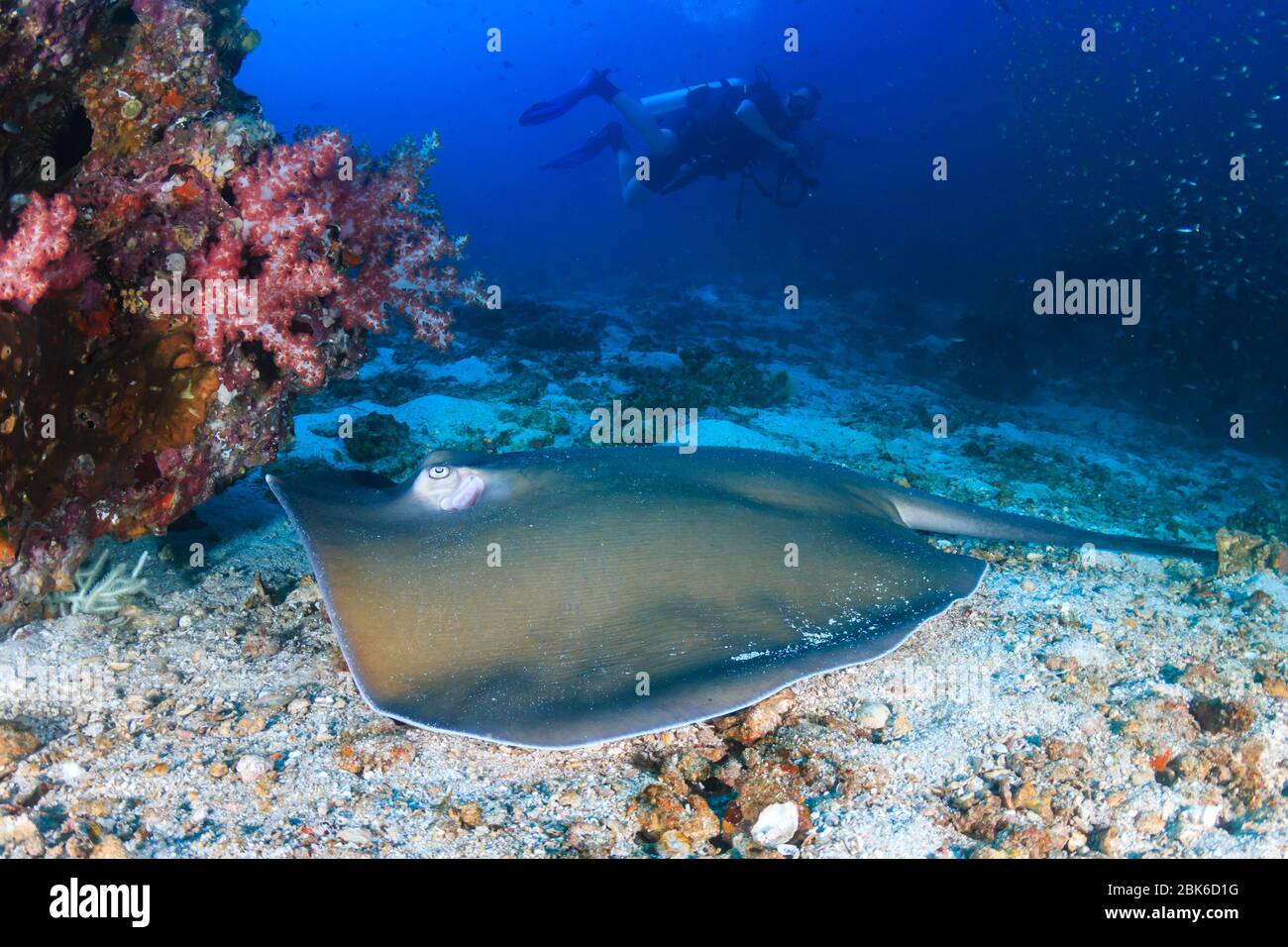 Pink Whipray with background SCUBA divers on a tropical coral reef ...