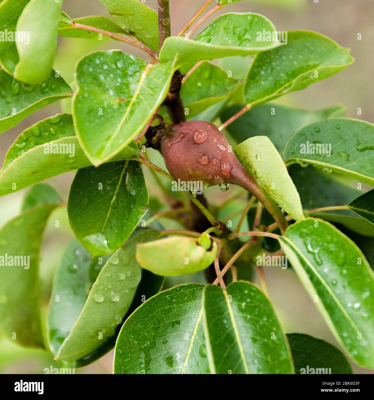 Pear tree leaves hi-res stock photography and images - Alamy