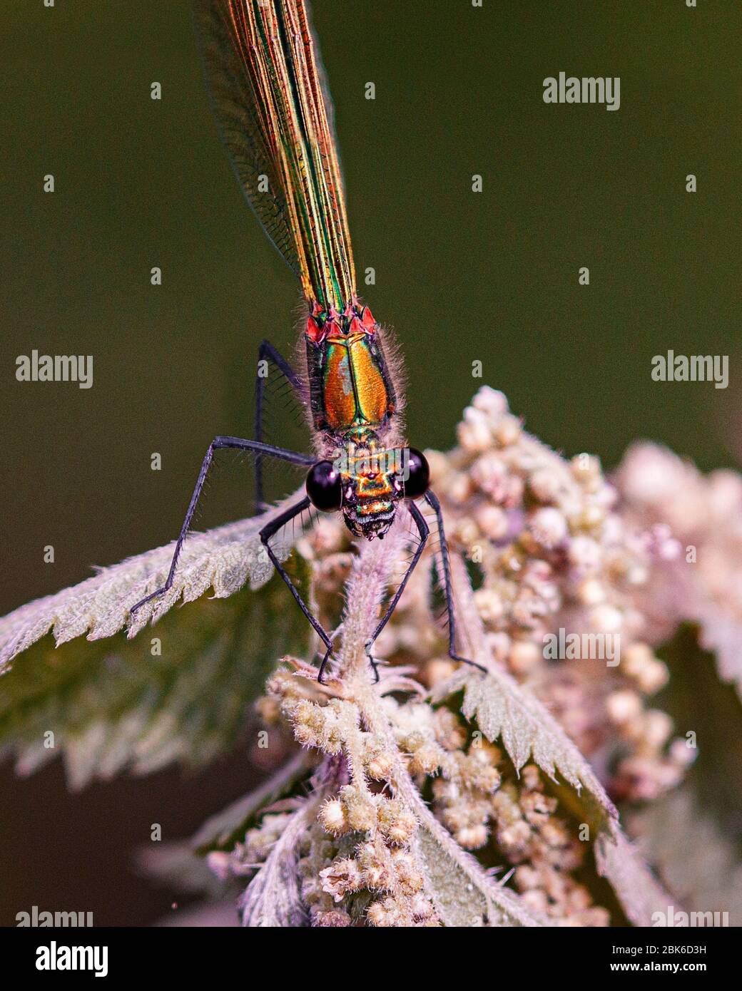 Damselfly detail hi-res stock photography and images - Alamy